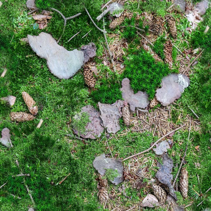 High Resolution Seamless Texture of a Forest Ground with Moss and Nuts ...