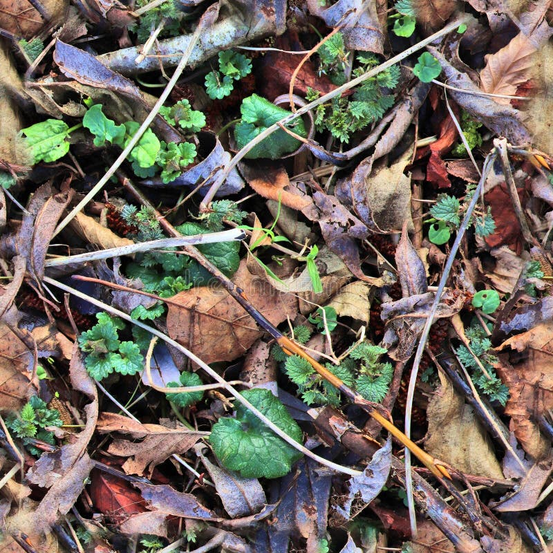 High Resolution Seemless Texture Of Forest Ground With Autumn Leaves For 3d Modelling With More