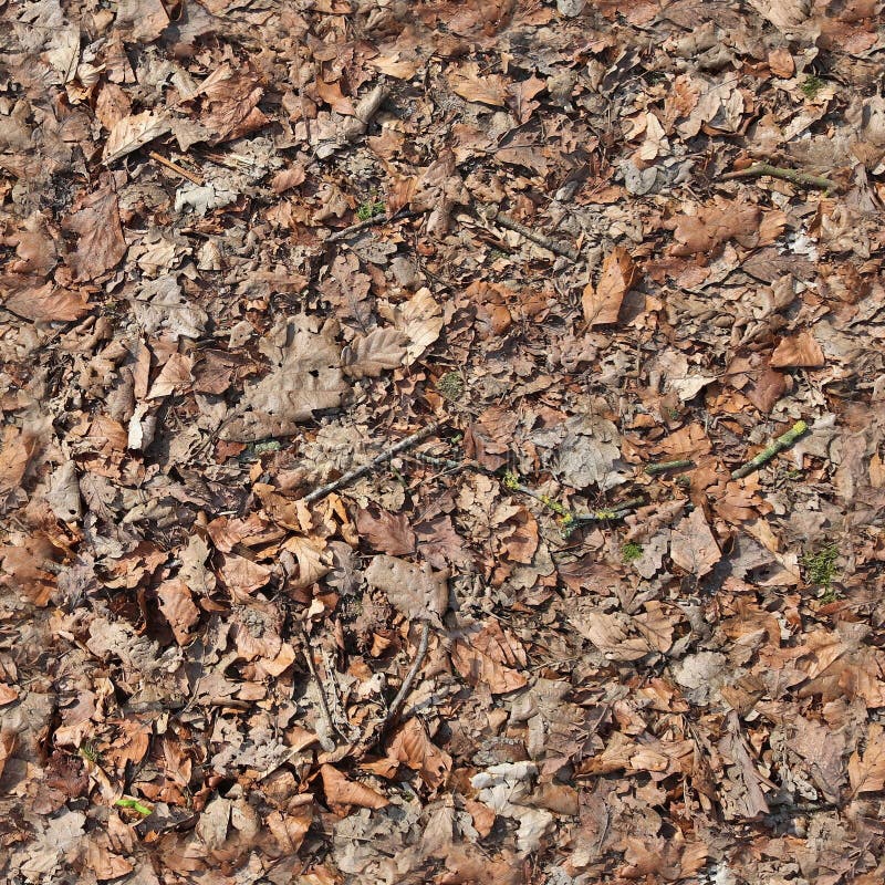 High Resolution Seemless Texture of Forest Ground with Autumn Leaves ...