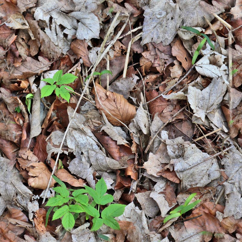 High Resolution Seemless Texture Of Forest Ground With Autumn Leaves For 3d Modelling With More