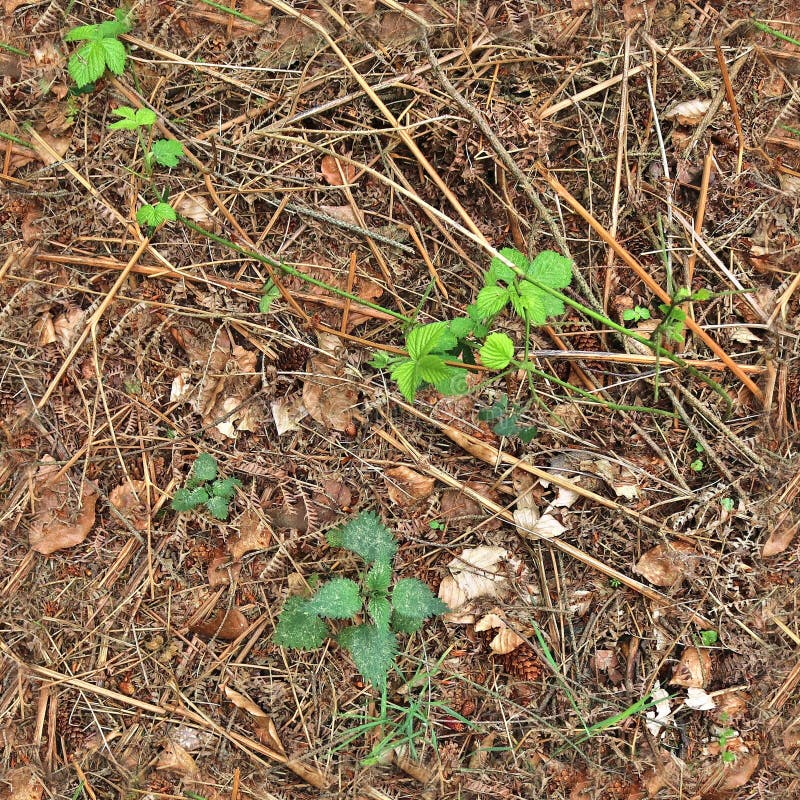 High Resolution Seemless Texture of Forest Ground with Autumn Leaves ...