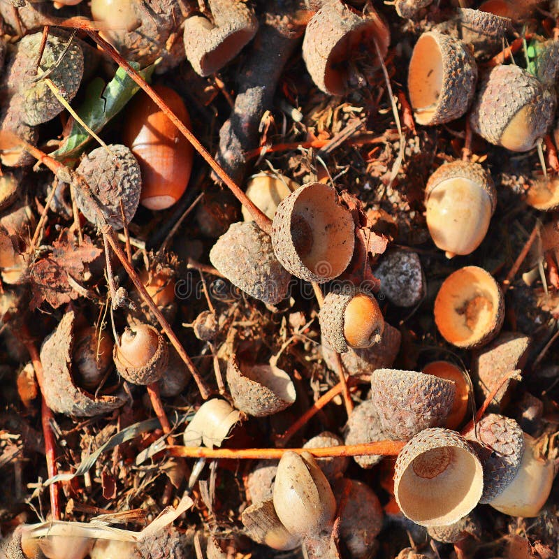 High Resolution Seemless Texture Of Forest Ground With Autumn Leaves For 3d Modelling With More