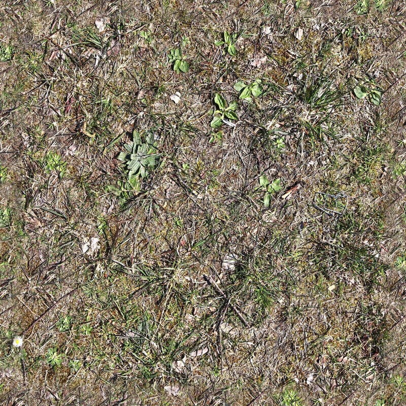 High Resolution Seemless Texture of Green Grass and Plants for 3d ...
