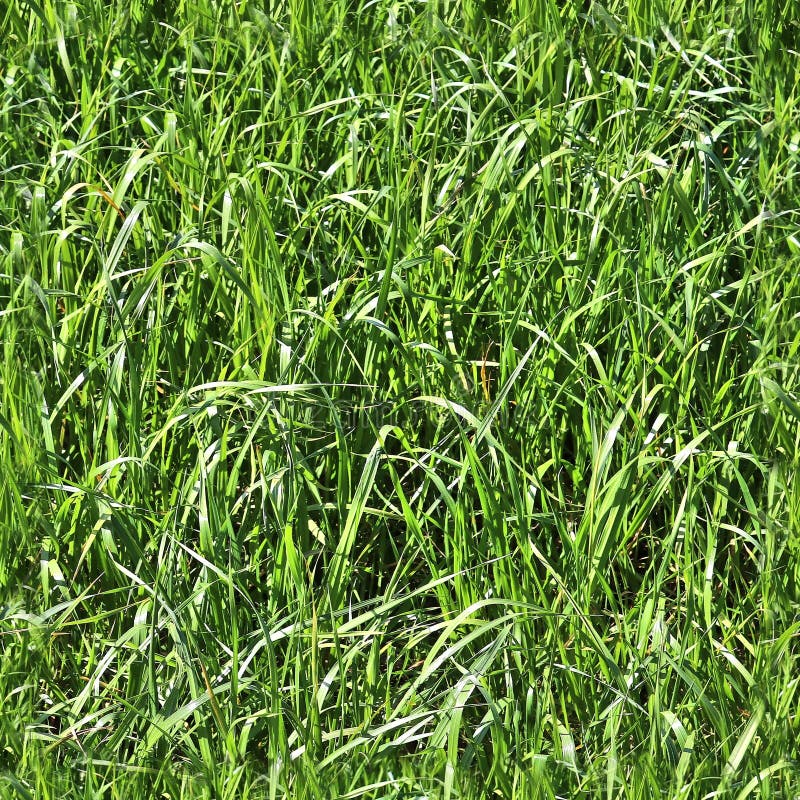 High Resolution Seemless Texture of Green Grass and Plants for 3d ...