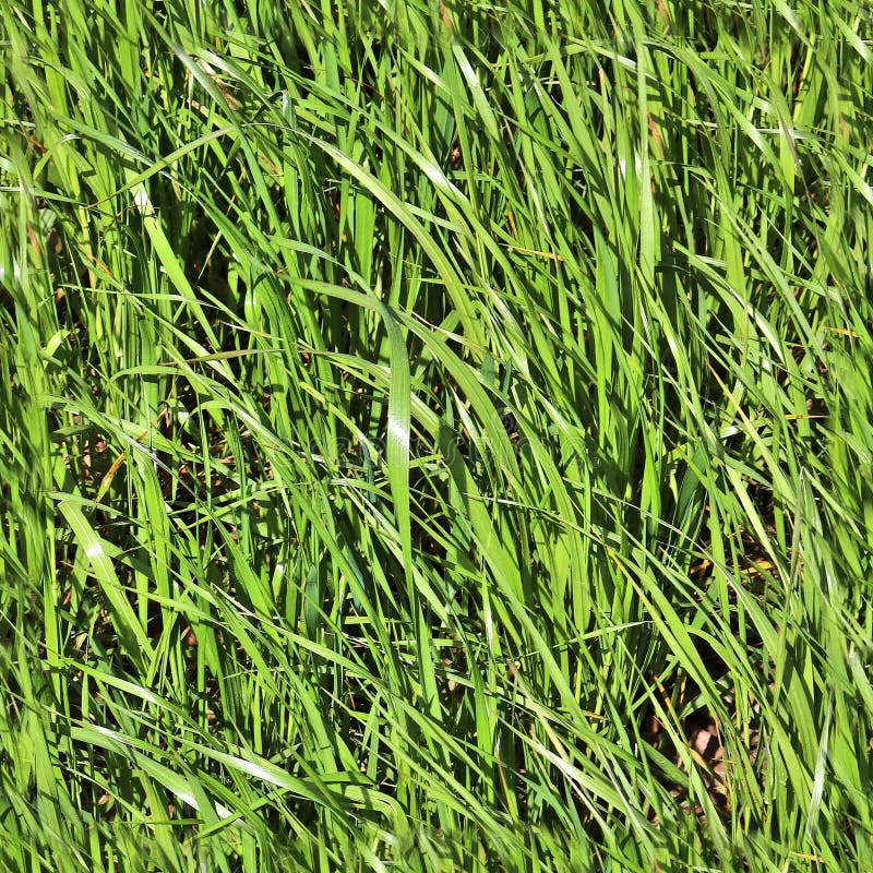High Resolution Seemless Texture of Green Grass and Plants for 3d ...