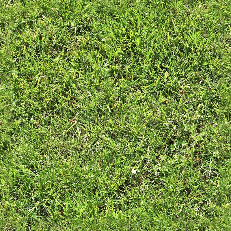 High Resolution Seemless Texture of Green Grass and Plants for 3d ...