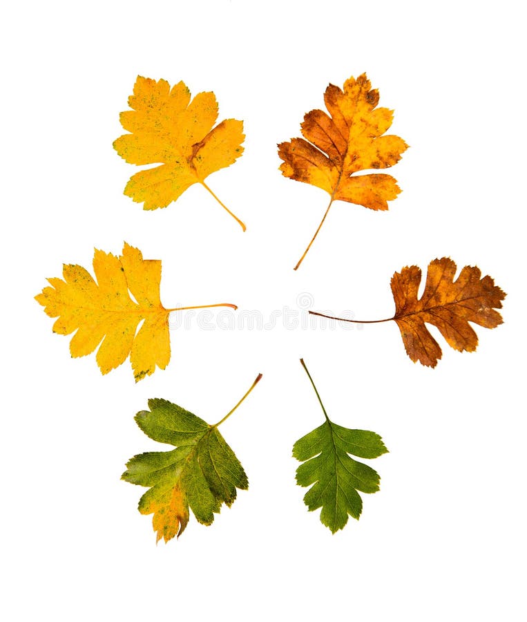 High Resolution Set of Autumn Leaves of Cornelian Cherry Tree on White ...