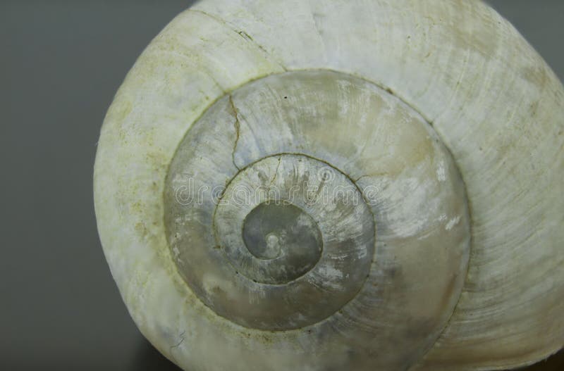 High Resolution Shot of a Snail Shell Stock Photo - Image of white ...