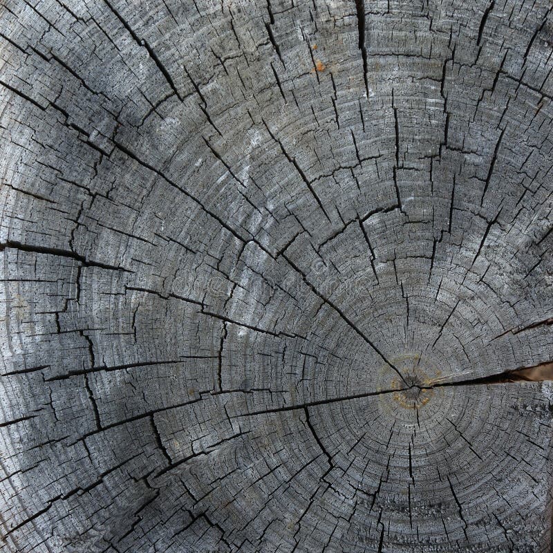 High Resolution Shot of a Wood Growth Rings with Weathering and Cracks ...