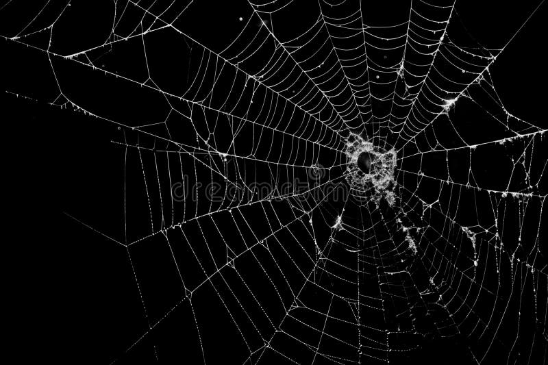 Detailed Cobweb on a Black Background Stock Illustration - Illustration ...
