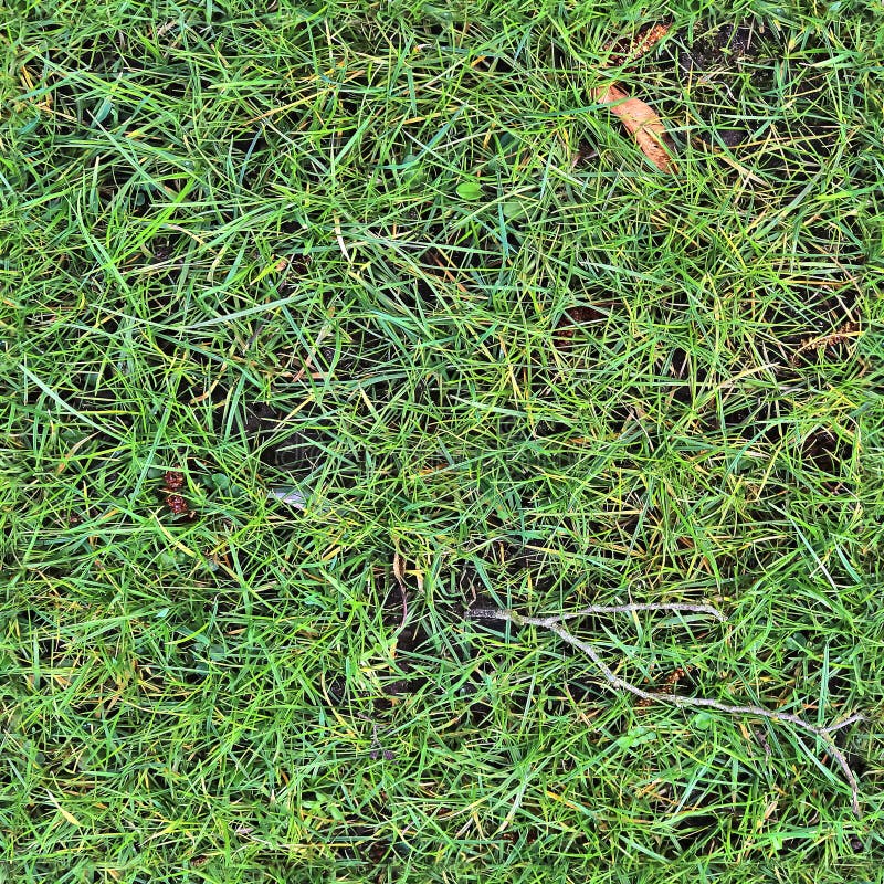 High Resolution Texture Pattern of Green Grass on a Field Stock Photo ...