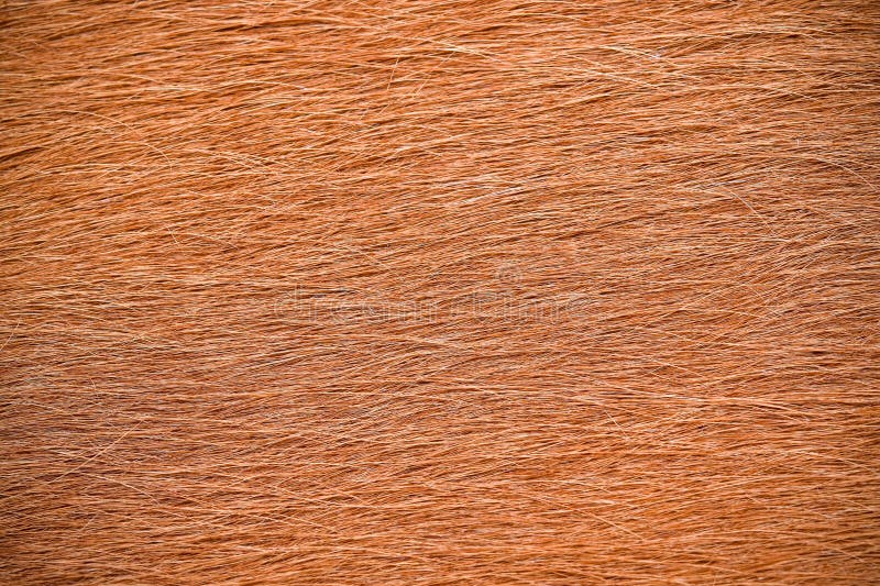 High-resolution Wool is Used for Making Rug. Stock Photo - Image of ...