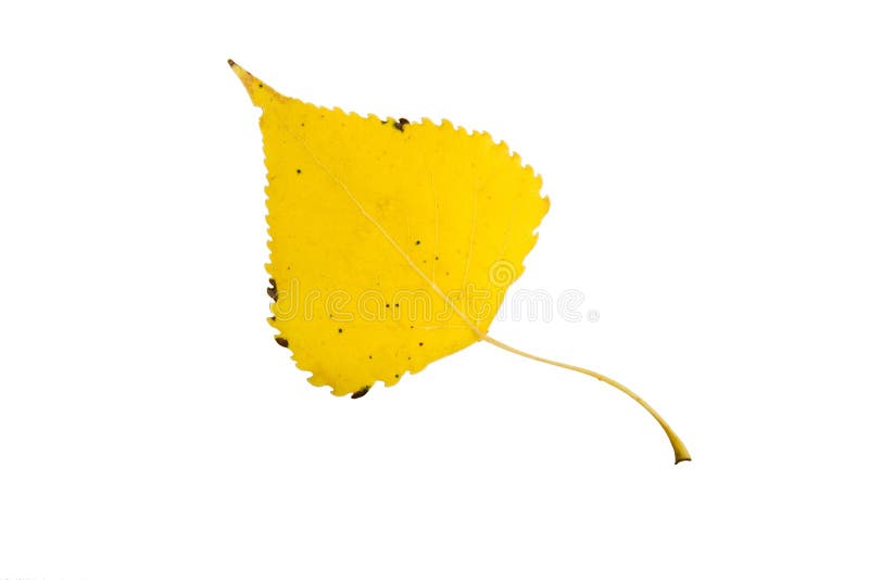 High Resolution Yellow Leaf of Poplar Tree Isolated on White Background ...