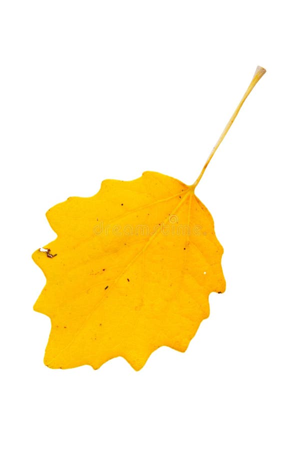 High Resolution Yellow Leaf of Poplar Tree Isolated on White Background ...