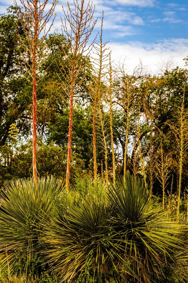 High Rise Plants stock image. Image of landscape, leaf - 252762311