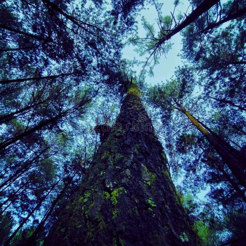 High rise tree stock photo. Image of rise, green, wilderness - 200308700