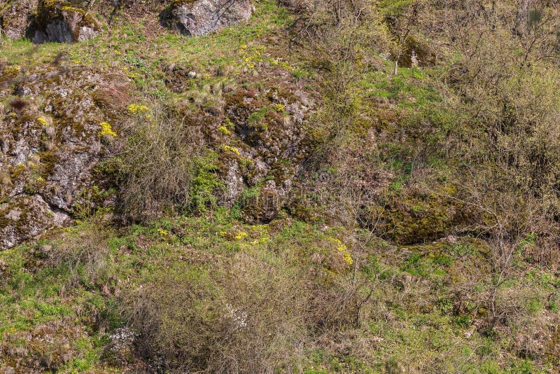The High Rock Has Grown with Trees. Green Grass, Yellow Flowers on Rock ...