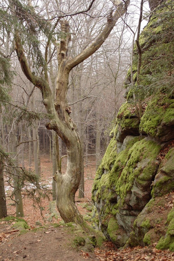 High rock wall in woods. stock photo. Image of natural - 113214614
