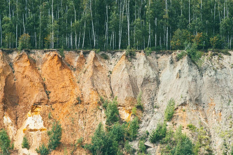 High Rocky Sandy Steep Bank Covered with Pine Trees. Texture Background ...