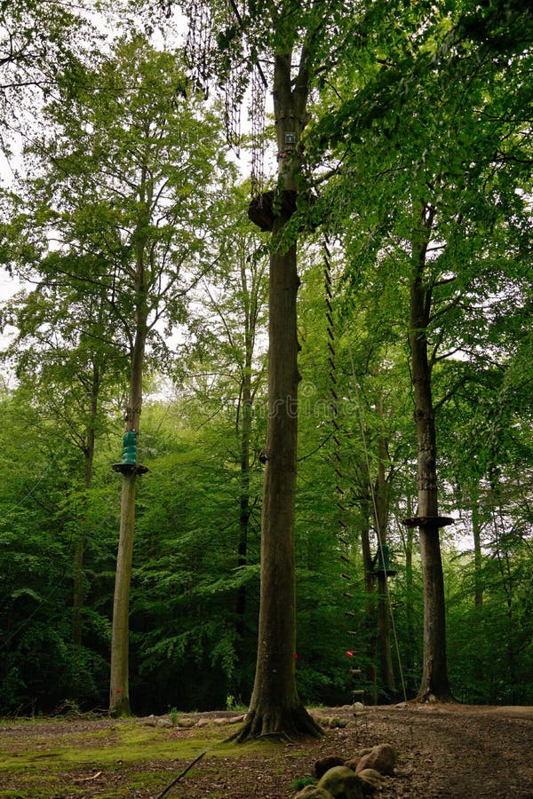 High Rope Course in Adventure Camp, Platforms in Trees Editorial Stock ...