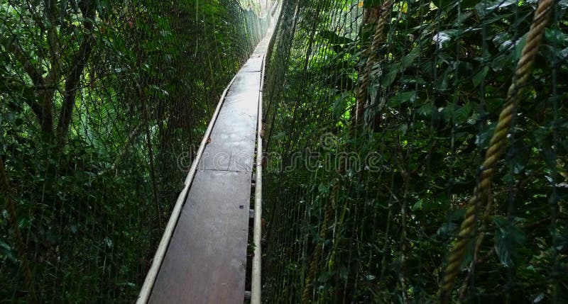 High Ropes Over Rainforest Stock Photos - Free & Royalty-Free Stock ...