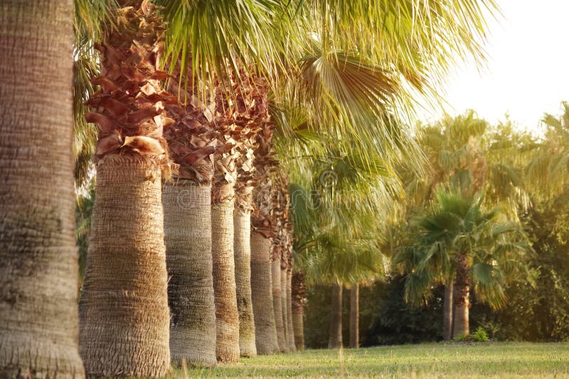 High Rows of Palm Trees Along the Footpath. Beautiful View of the ...