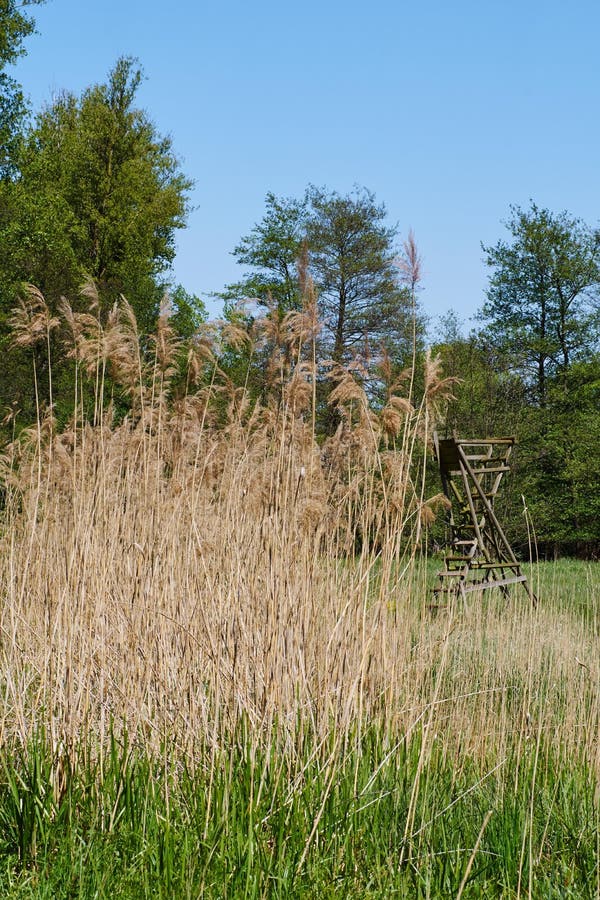 High seat stock image. Image of reed, grass, nature, cloudless - 91674567