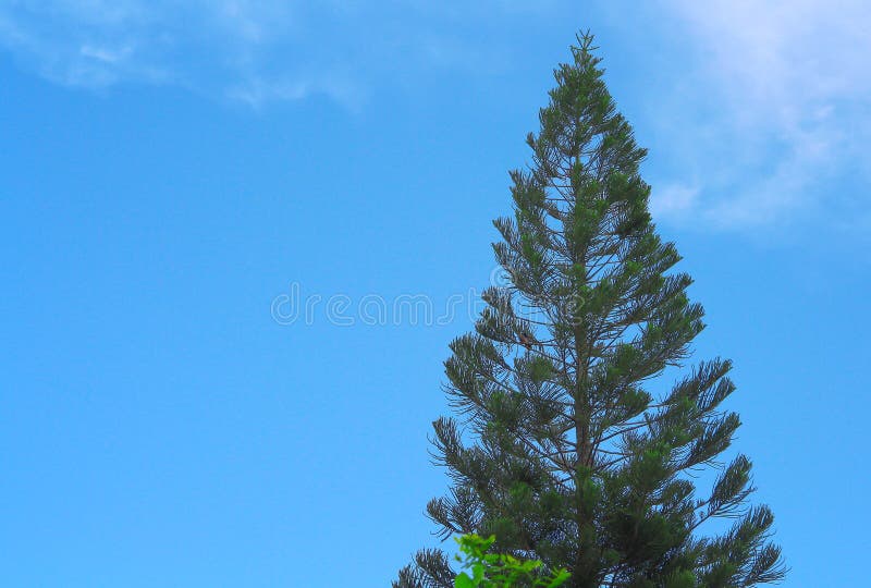 High Single,pine Tree on Bright Blue Sky Background and Copy Space ...