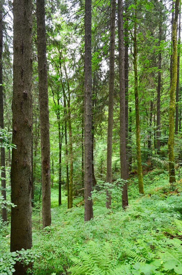 High Slender Tree Trunks and a Fern in a Mixed Forest Stock Image ...