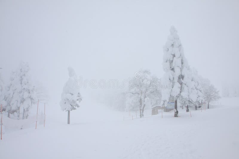 High Snow and Mist in Forest Stock Photo - Image of season, winter ...