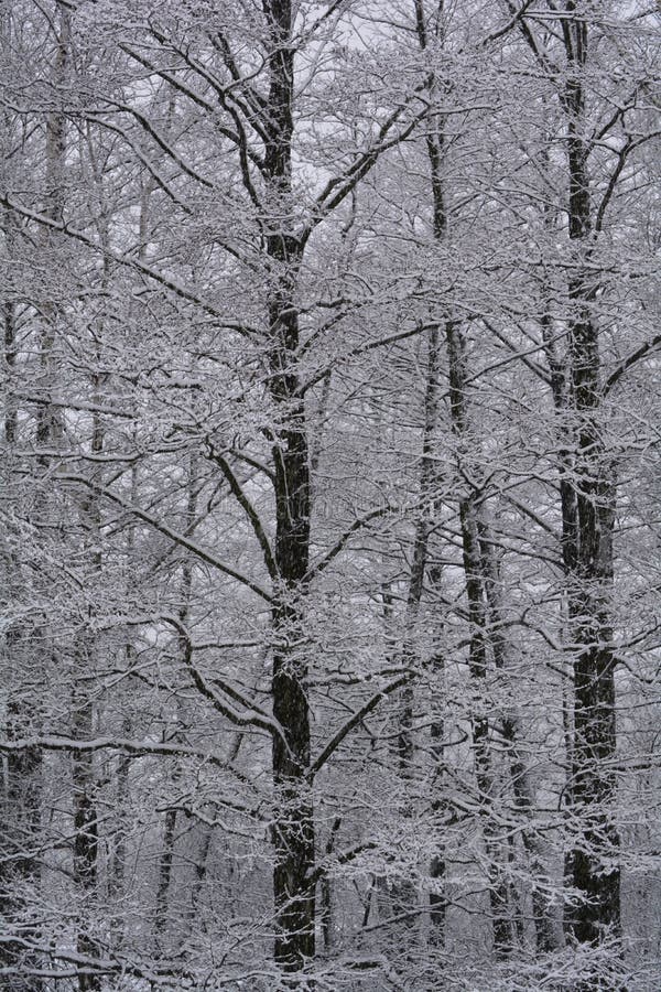 High snowy trees stock image. Image of abstract, decorative - 48809181