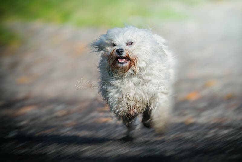 High-speed dog stock image. Image of sunshine, animal - 51302157
