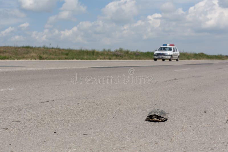 Turtle Police Stock Photos - Free & Royalty-Free Stock Photos from ...