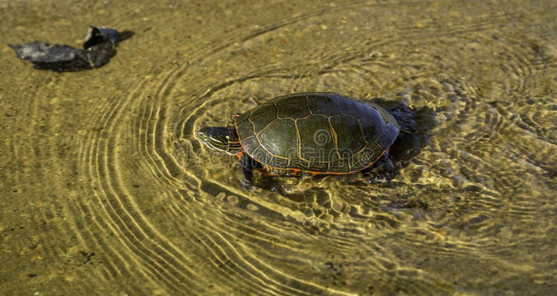 High Speed Turtle stock photo. Image of pond, native - 41184848