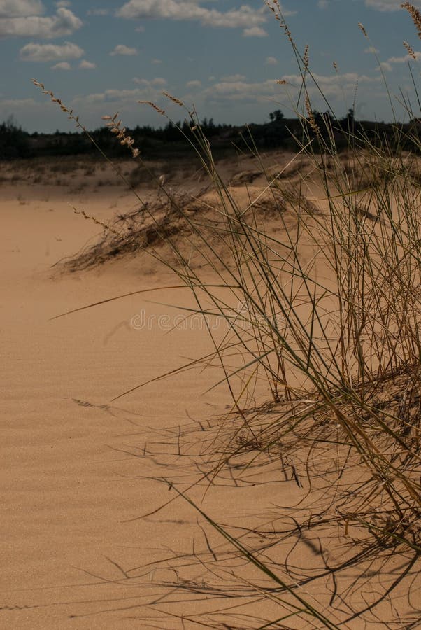 179 High Spikes Desert Stock Photos - Free & Royalty-Free Stock Photos ...