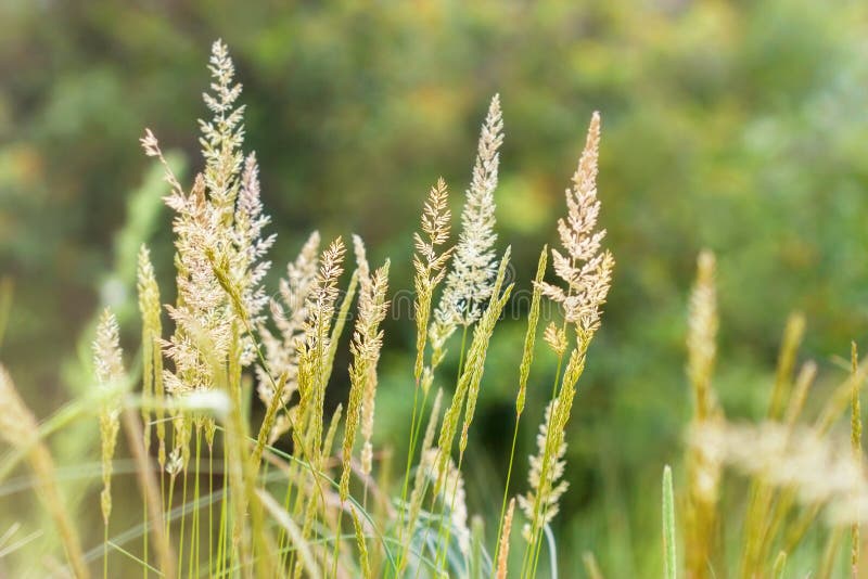 Spring Field - Alentejo, Portugal Stock Photo - Image of grass, color ...