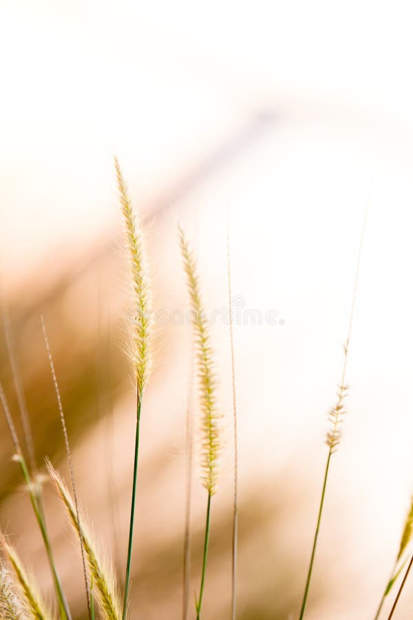 High Spring Grass in Summer on the Field Stock Image - Image of flower ...