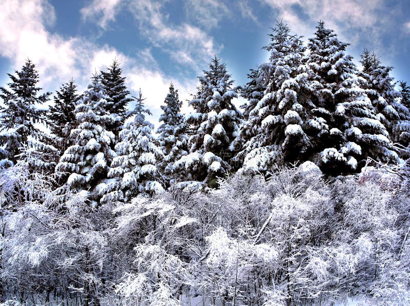 High spruce stock image. Image of white, winter, bright - 20081635