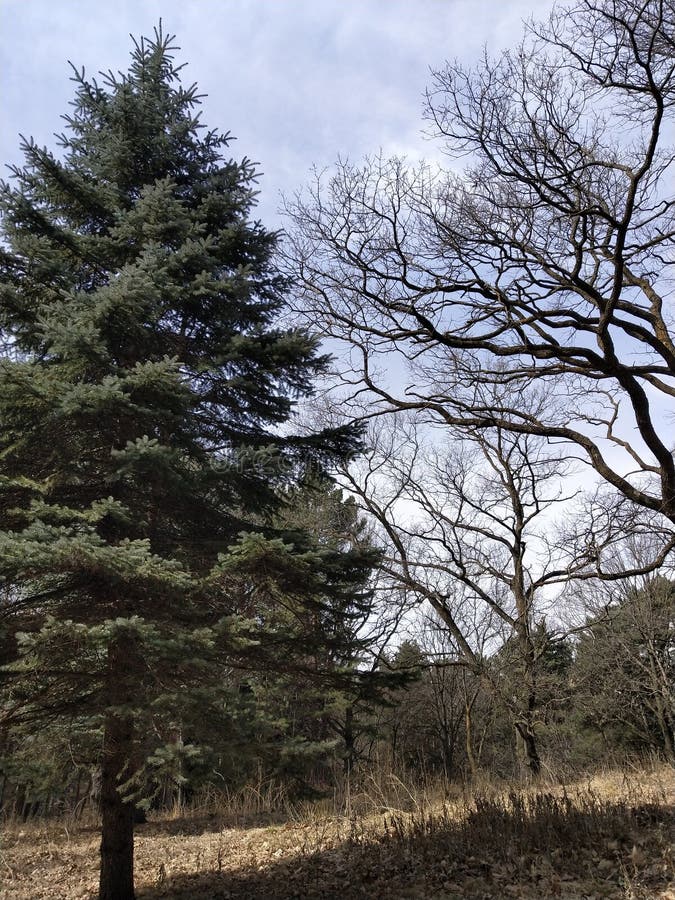 Tall Fir Tree in a Clearing Stock Image - Image of glade, sulight ...