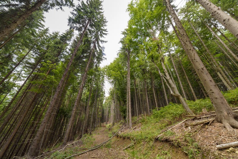 High spruce forest stock photo. Image of trees, tall - 99367552
