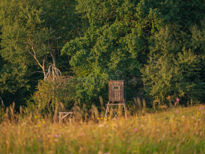 High Stand at the Edge of the Forest at Sunset Stock Photo - Image of ...