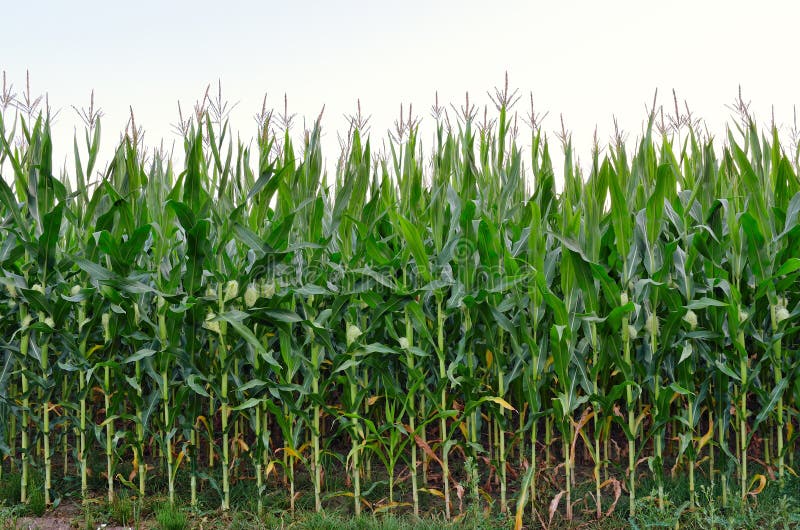 High Stems of Green Corn in the Field Stock Photo - Image of blue, farm ...