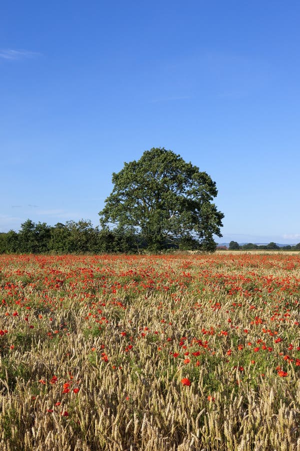 High summer stock image. Image of summer, scenic, outdoors - 25978689