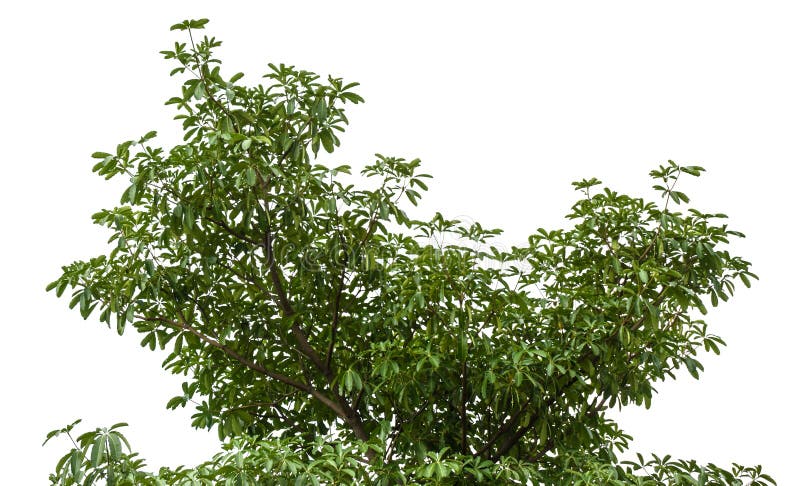 High tall tree stock photo. Image of beautiful, outdoor - 43567016