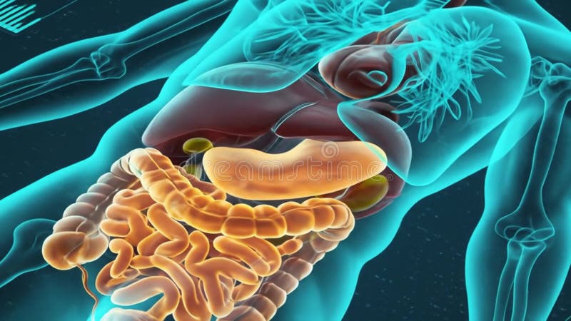 Digital Human Anatomy Display Showing Digestive System in Futuristic ...