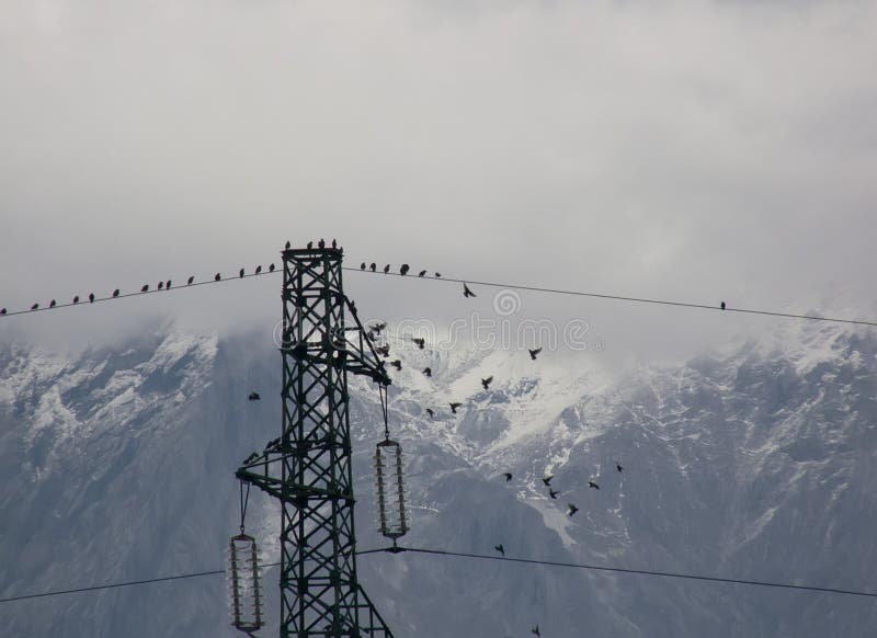 High tension lines stock photo. Image of bird, high, pylon - 89334316
