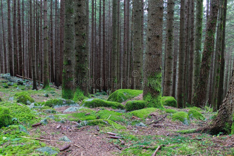 High Thick Trees in a Forest Stock Photo - Image of wooden, straight ...