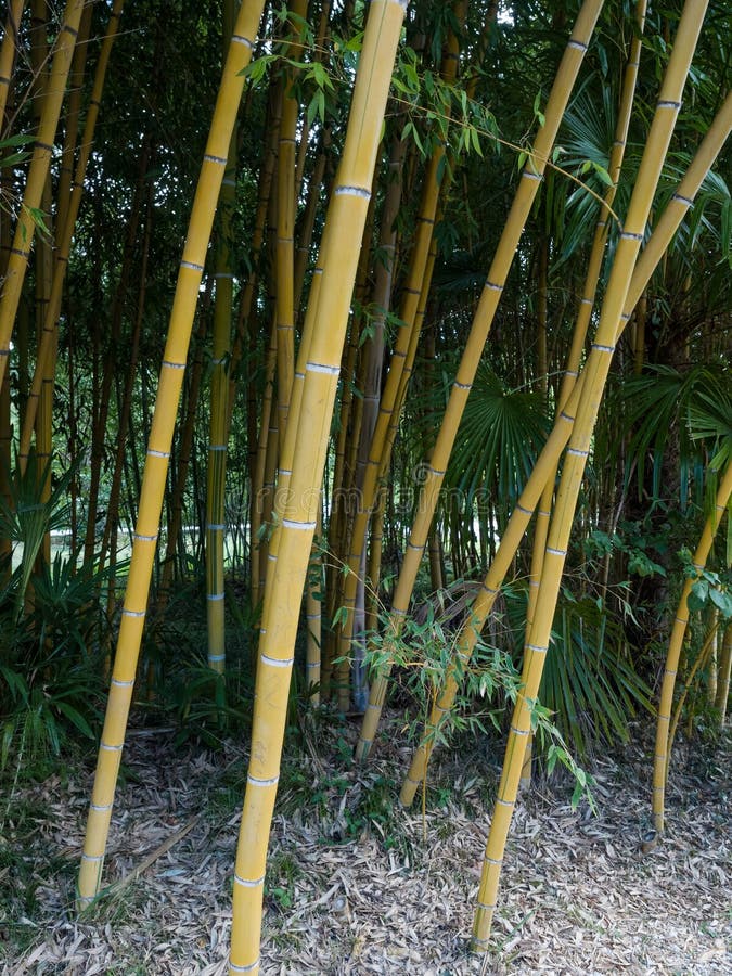 High Thickets of Bamboo in the Forest Stock Photo - Image of brush ...
