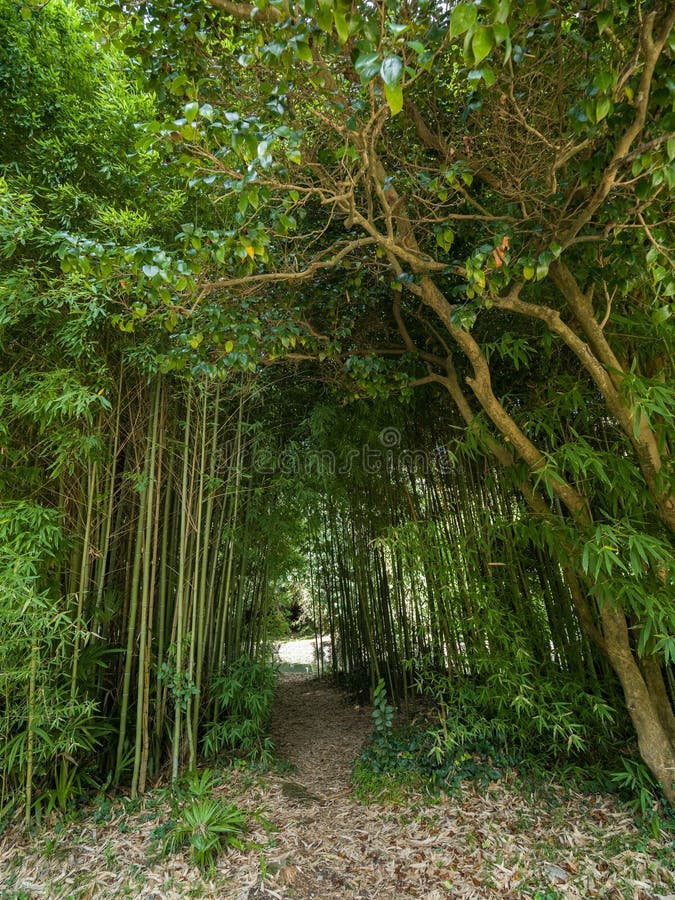 High Thickets of Bamboo in the Forest Stock Image - Image of paradise ...