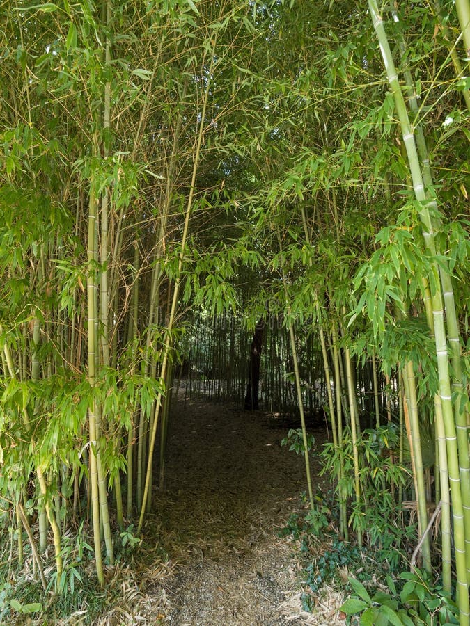 High Thickets of Bamboo in the Forest Stock Photo - Image of ...